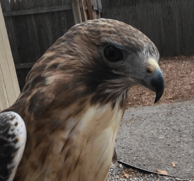 Friday with Talon the Red Tail Hawk - One River School Westport