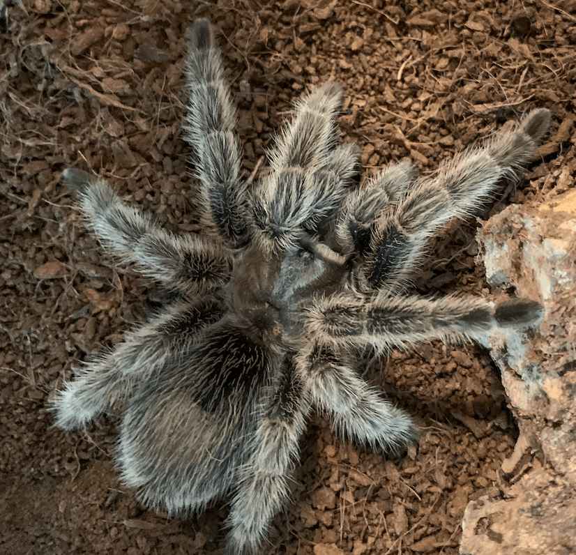 Friday with Aragog the Tarantula - One River School Westport